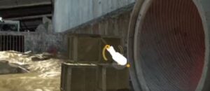 A virtual goose pet offers distracting desktop humor and adventure ...