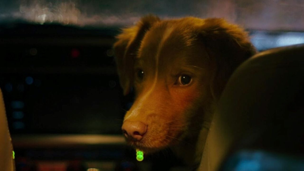 Este el primer animal es conseguir un premio a la mejor actuación ...