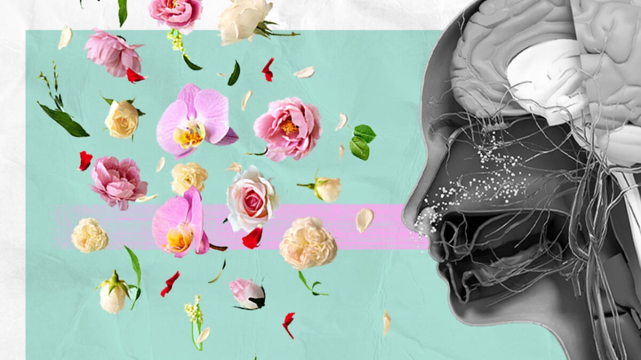 Google launches Osmo: an AI to predict new smells - Softonic