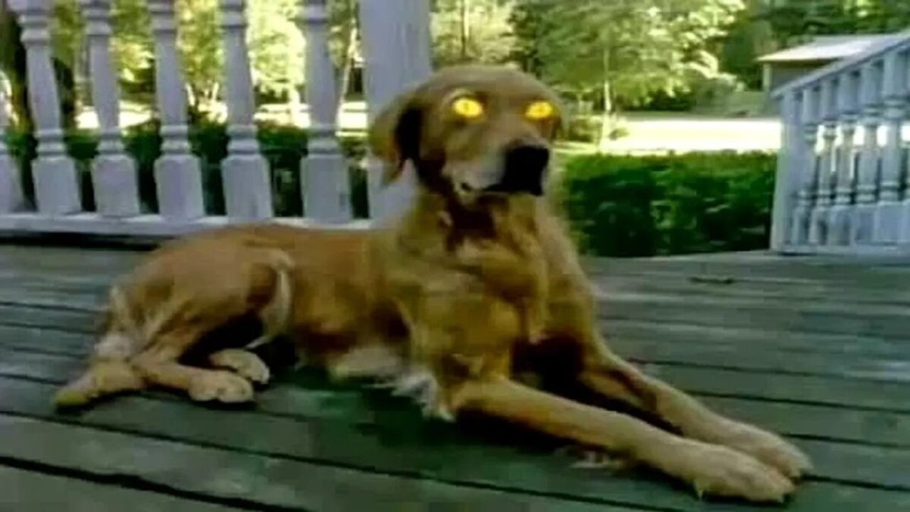 From Books to TV to Books Again: The Shamelessness of ‘Goosebumps ...