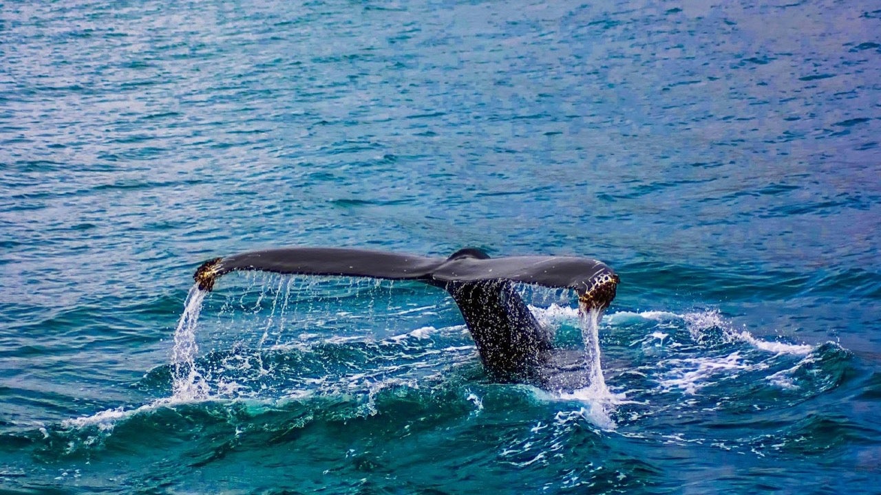 Talking to whales? These researchers are trying, but their ultimate ...