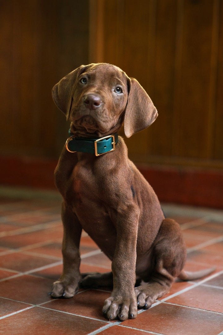 Netflix desvela cómo será el nuevo Scooby-Doo de imagen real, y vas a ...