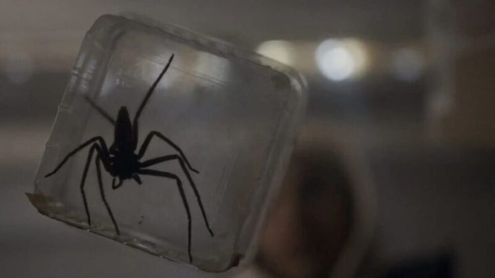 If you are afraid of spiders, don’t get close to this new horror movie ...